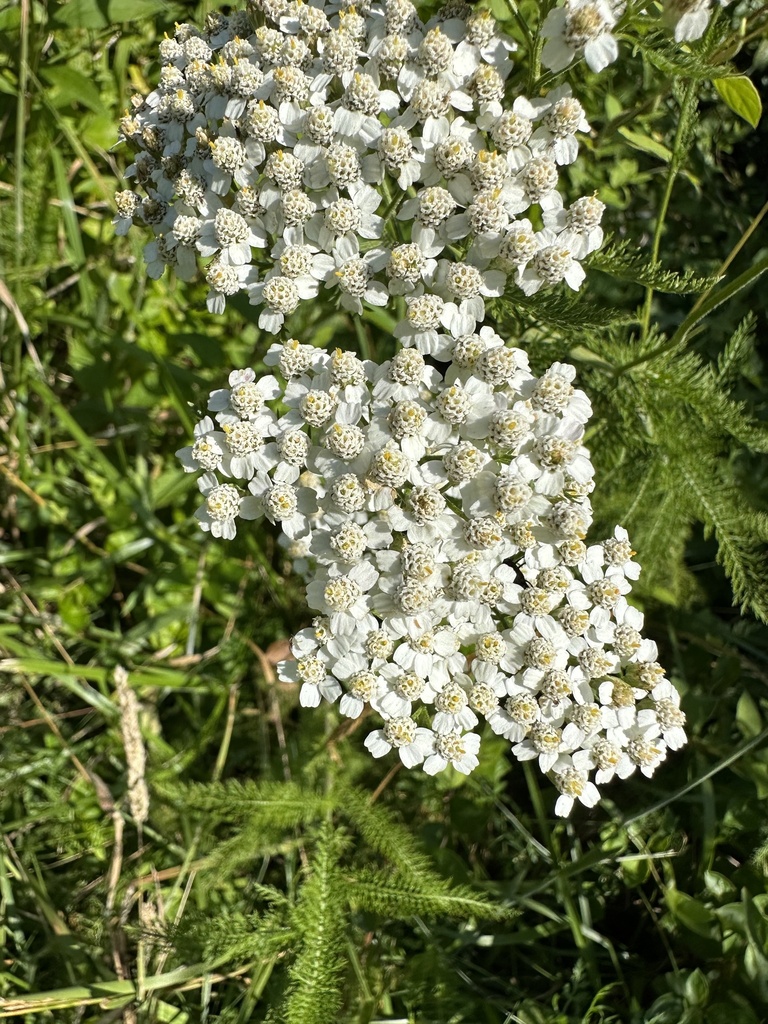 common yarrow from Wagner Farm Rd, Bel Air, MD, US on June 28, 2024 at ...