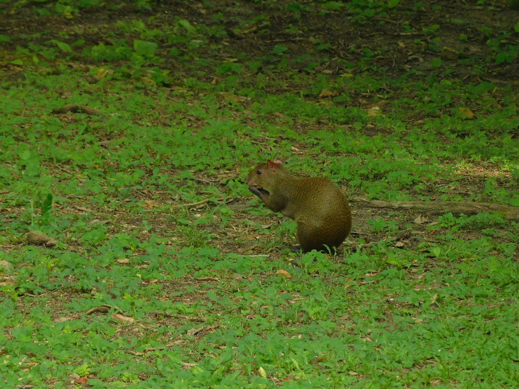 Guaqueque centroamericano desde Sayaxché, Guatemala el 30 de septiembre ...