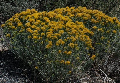Rubber Rabbitbrush (Chrysothamnus nauseosus) · iNaturalist