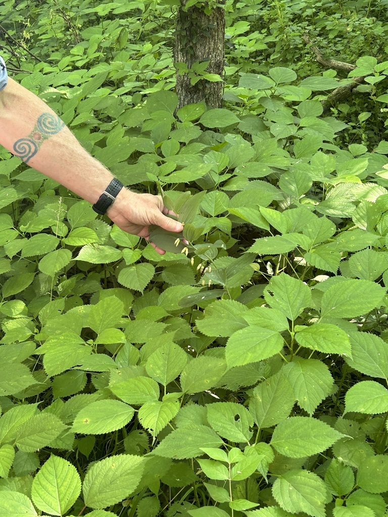 smooth Solomon's seal from Dornwood Park Nature Trails, Topeka, KS, US ...