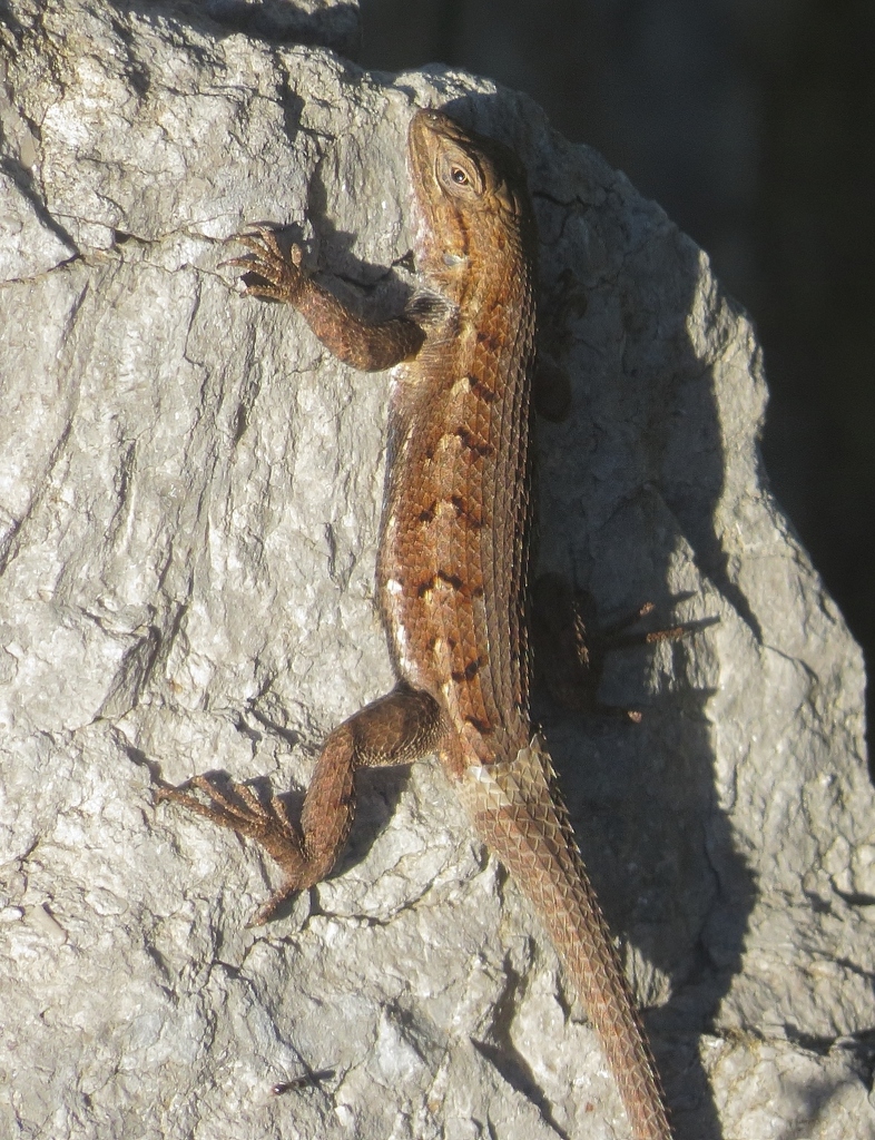 Prairie Lizard (Sceloporus consobrinus) - Snakes and Lizards