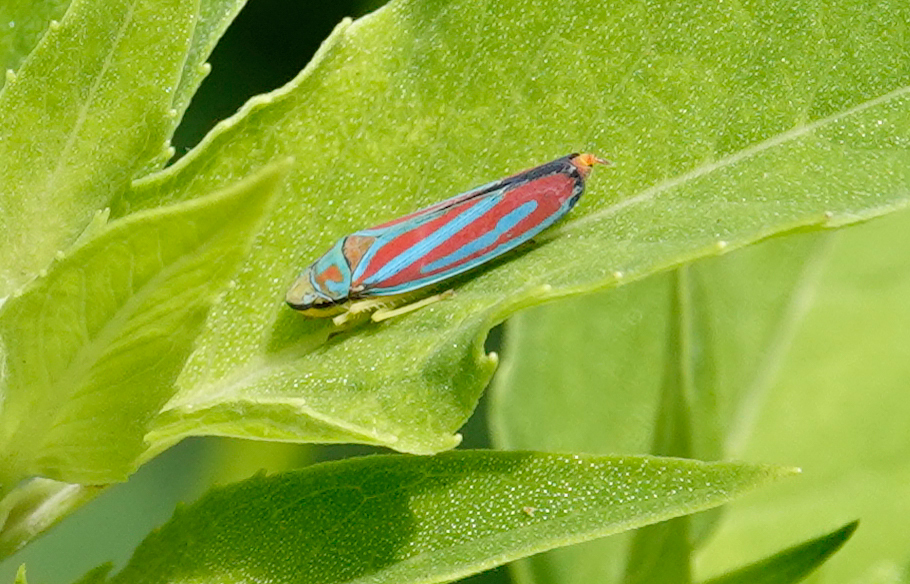 Red-banded Leafhopper from Richmond Hill, ON, Canada on June 28, 2024 ...