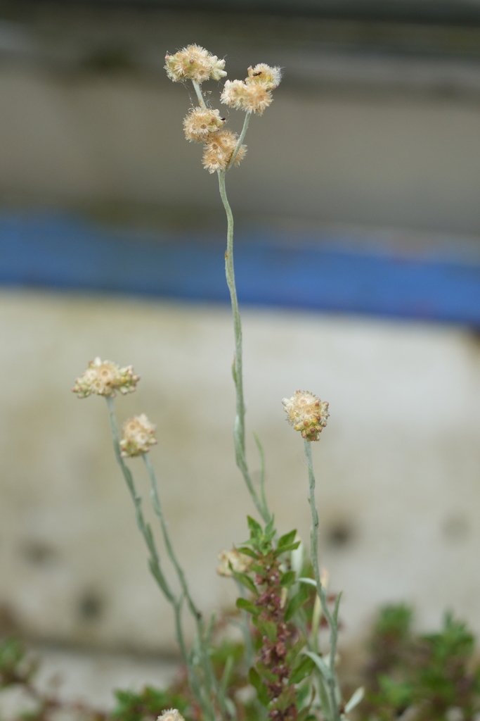 Jersey Cudweed from Isle of Dogs, London E14, UK on June 28, 2024 at 12 ...