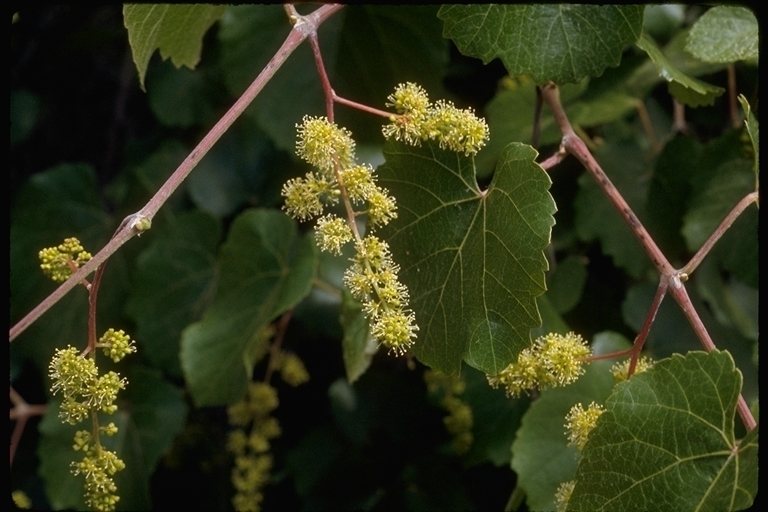 California wild grape (Vitis californica) - Botanical Realm