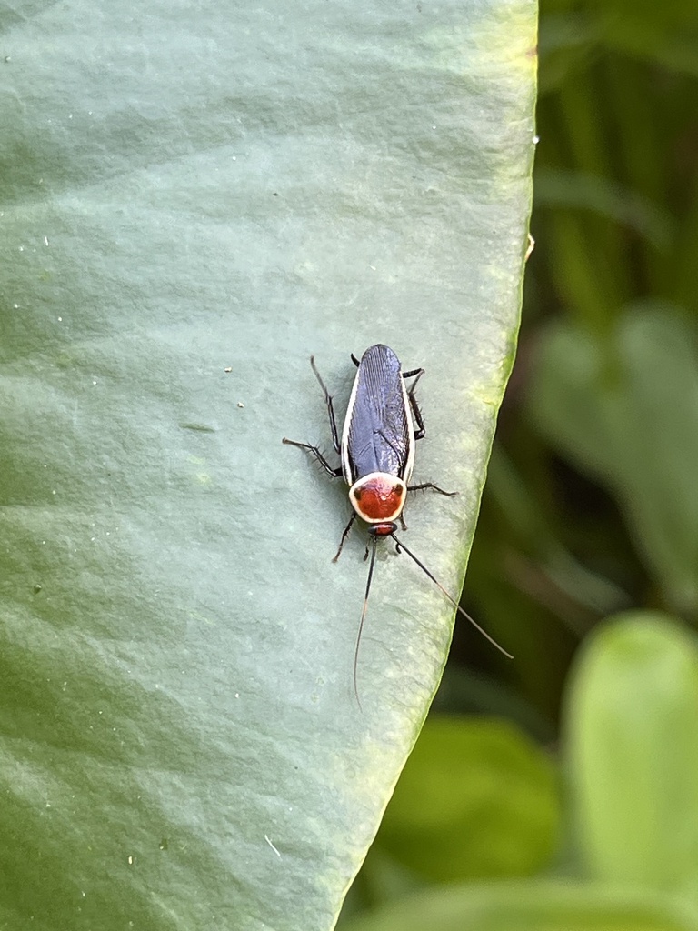 Pale-bordered Field Cockroach from UT Gardens, Knoxville, TN, US on ...