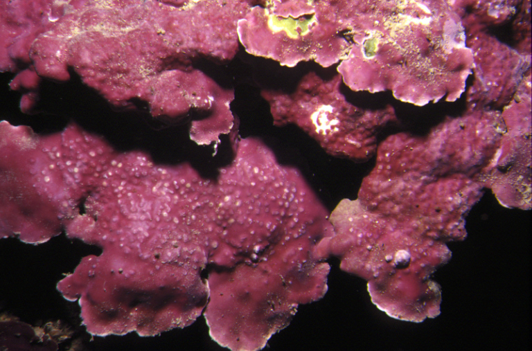 Crustose coralline algae (Lithothamnion) - Botanical Realm