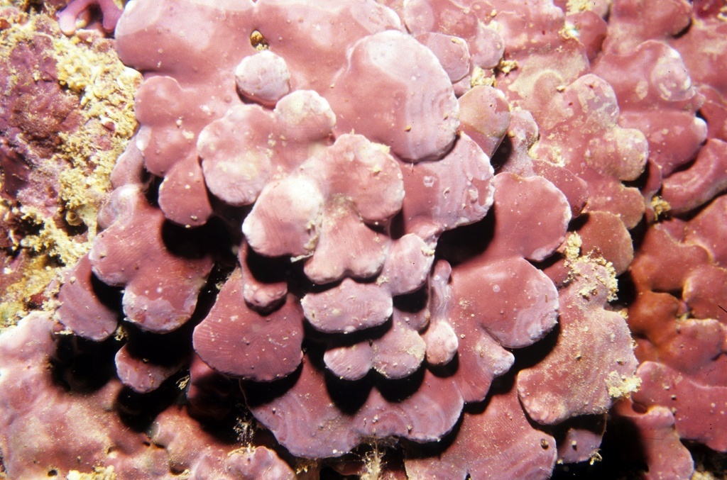 Crustose coralline algae (Lithothamnion) - Botanical Realm