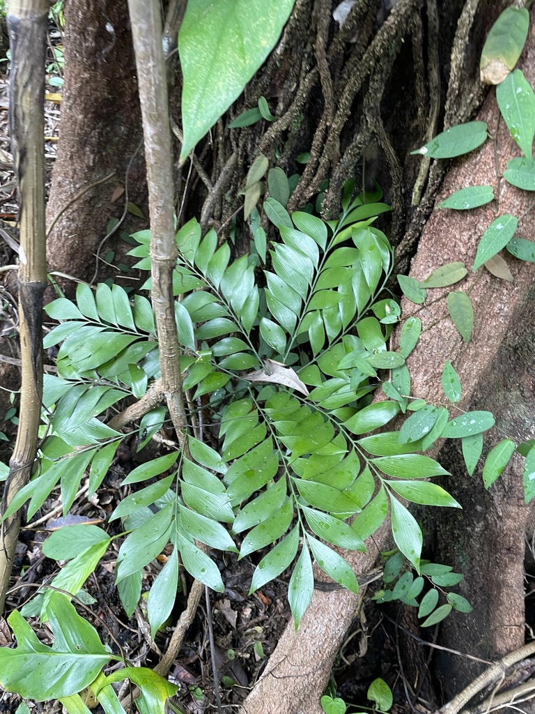 Zamia Fern in June 2024 by Eli Loftis · iNaturalist