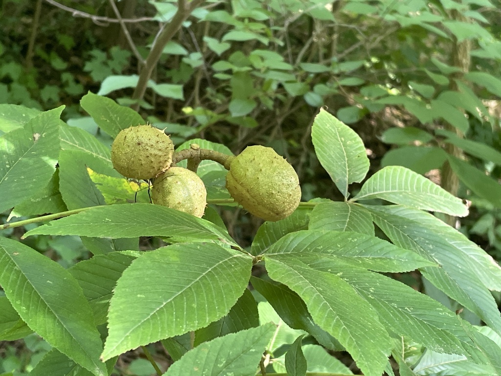 Ohio buckeye from Cherokee Park, Louisville, KY, US on June 28, 2024 at ...