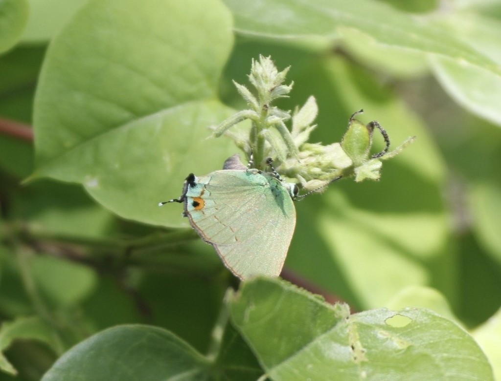 Chalybs hassan (Las mariposas (Hesperioidea y Papilionoidea) de ...