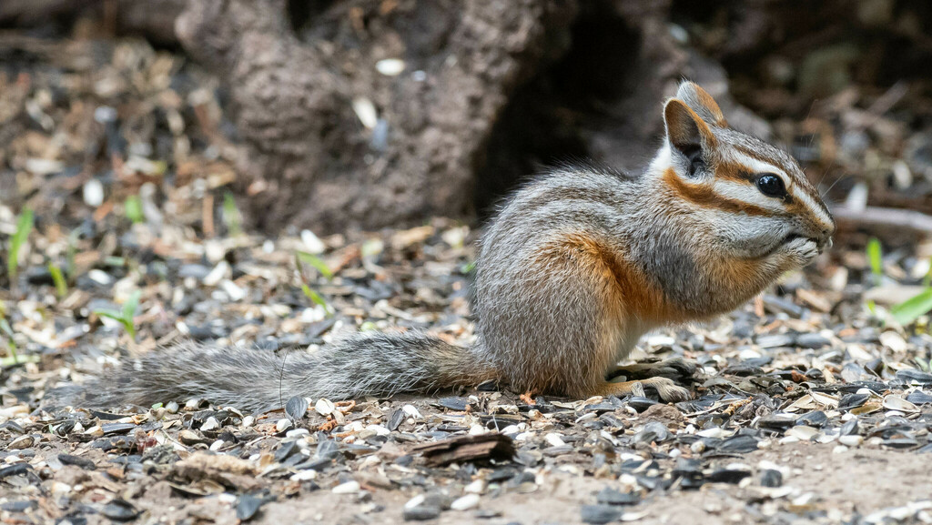 Cliff Chipmunk from Cochise County, US-AZ, US on June 28, 2024 at 10:36 ...