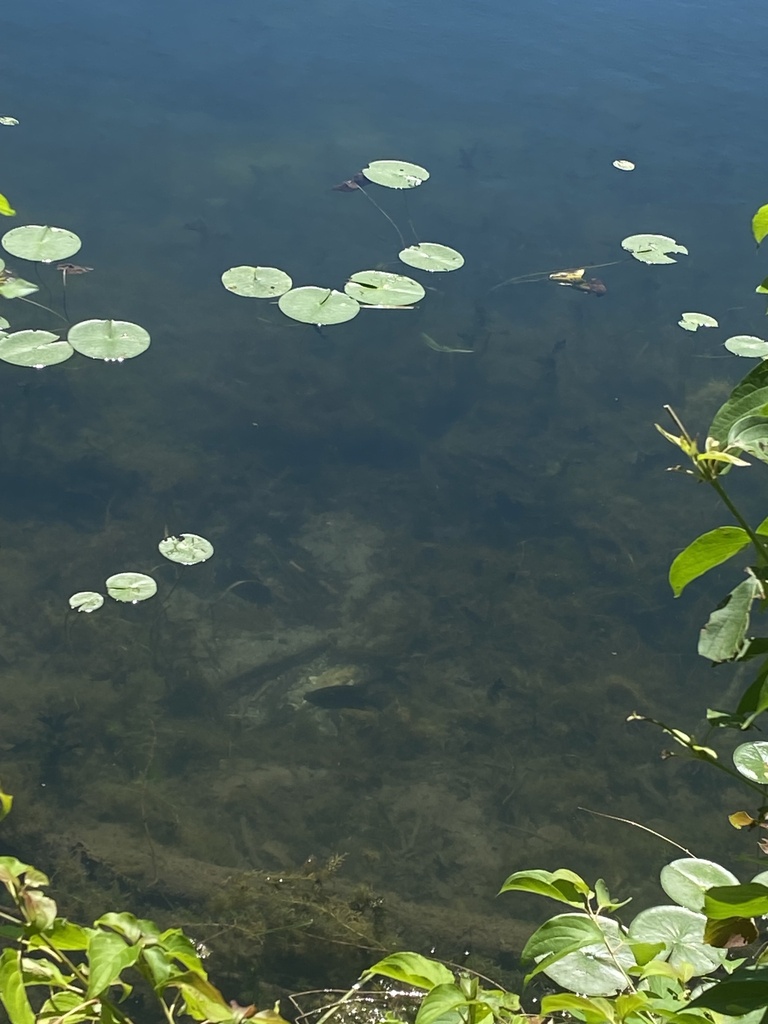 Bluegill from Lake Runnemede, Windsor, VT, US on June 28, 2024 at 01:53 ...