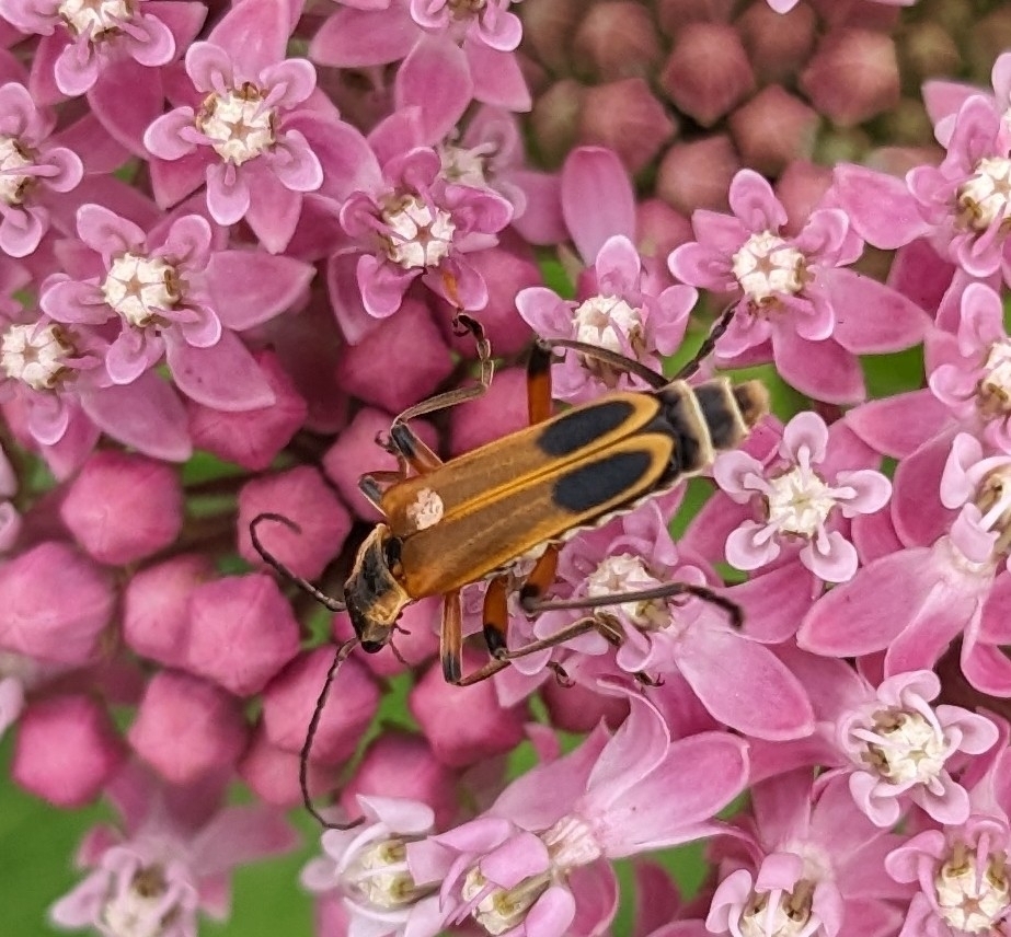 Margined Leatherwing Beetle from Wadsworth, OH 44281, USA on June 28 ...