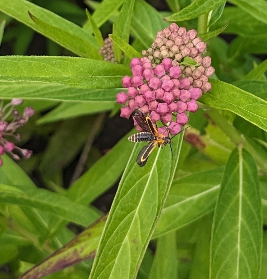 Margined Leatherwing Beetle from Wadsworth, OH 44281, USA on June 28 ...