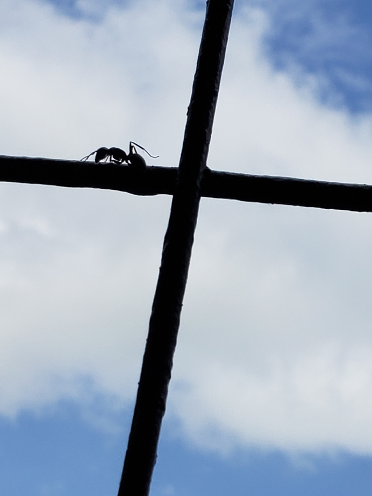 Eastern Black Carpenter Ant from Ohio, KS, USA on May 26, 2019 at 02:02 ...