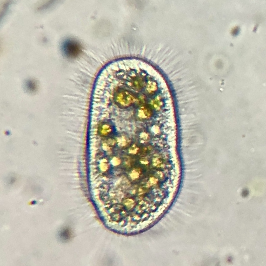 Ciliates from Sydney NSW, Australia on June 28, 2024 at 05:00 PM by ...