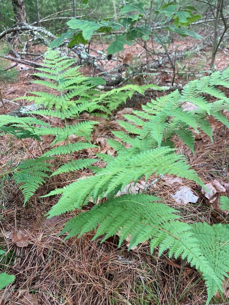 intermediate wood fern from Exeter, RI, US on June 27, 2024 at 06:58 PM ...