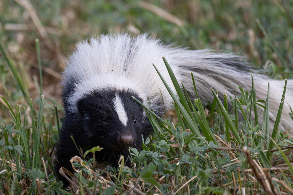 Striped Skunk from Adams County, PA, USA on June 28, 2024 at 08:43 AM ...