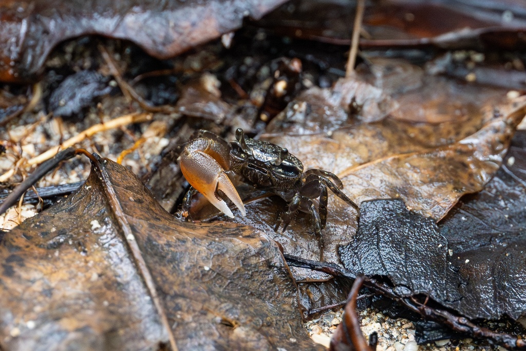 Mudflat Fiddler Crab from Playa Bonita - Mangrove, Panama on June 11 ...