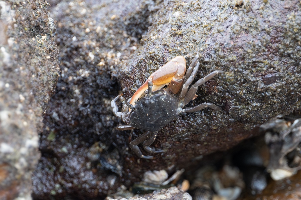 Land, shore, and marsh crabs from Playa Bonita, Panama on June 11, 2024 ...