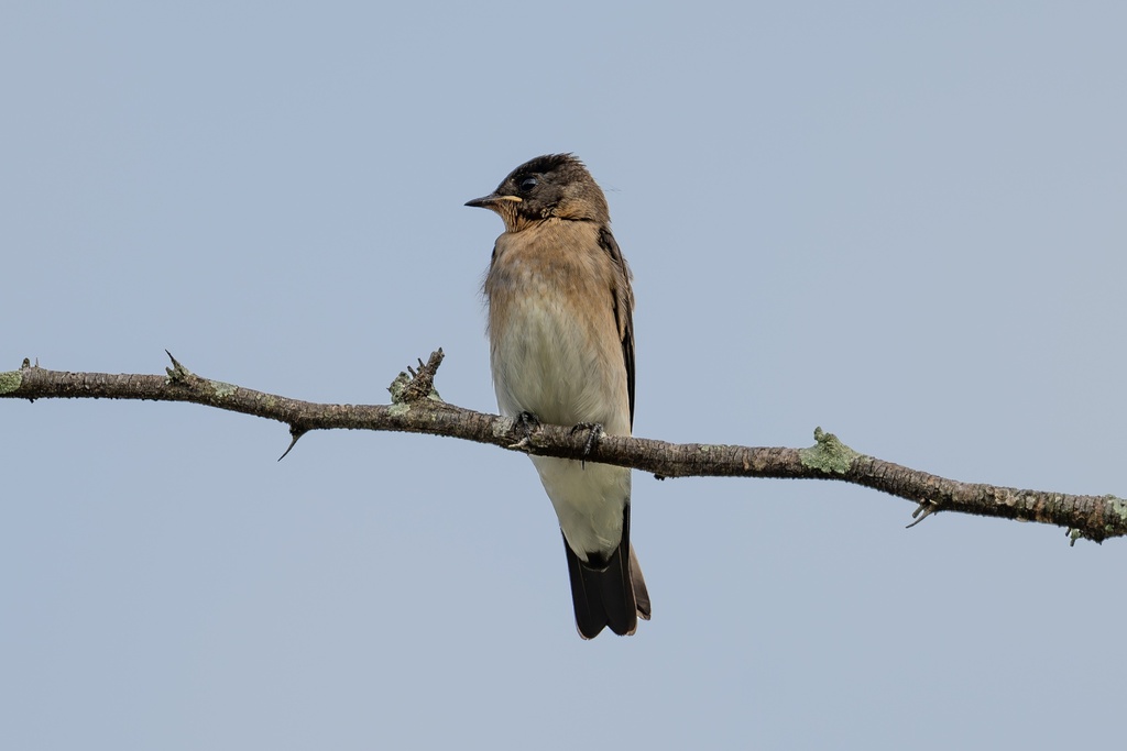 Southern Rough-winged Swallow from Westin Playa Bonita, Panama on June ...