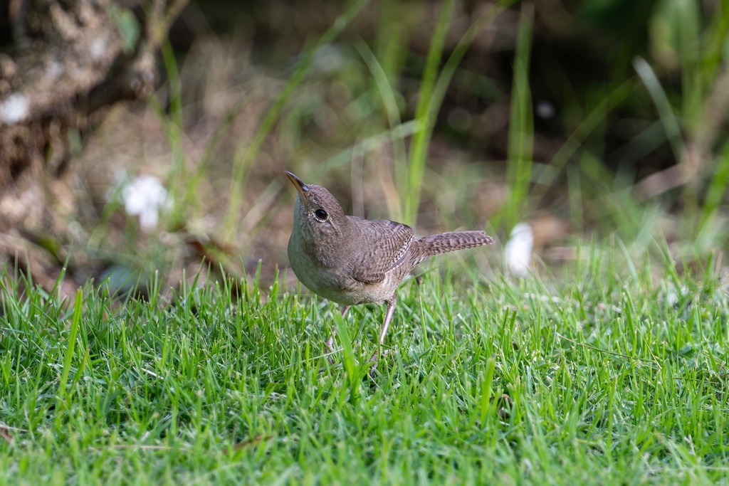 House Wren from Westin Playa Bonita, Panama on June 11, 2024 by ...