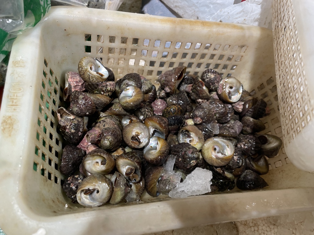 Tegula rustica in June 2024 by Pintsen JIN · iNaturalist