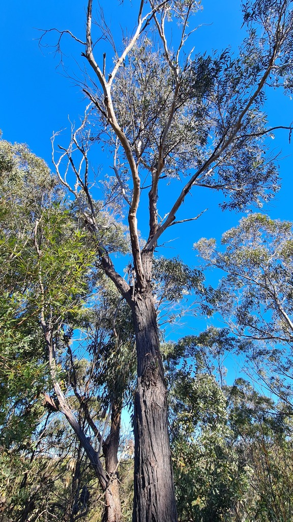 Silvertop Ash from Sydney NSW, Australia on June 28, 2024 at 11:06 AM by Petra Holland · iNaturalist