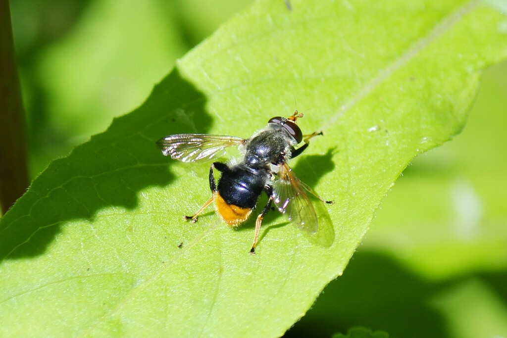Orange-tailed Wood Fly from Sault Ste. Marie, ON, Canada on June 27 ...