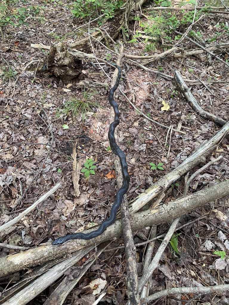 Eastern/Gray Ratsnake Complex from Warsaw, VA, US on June 28, 2024 at ...