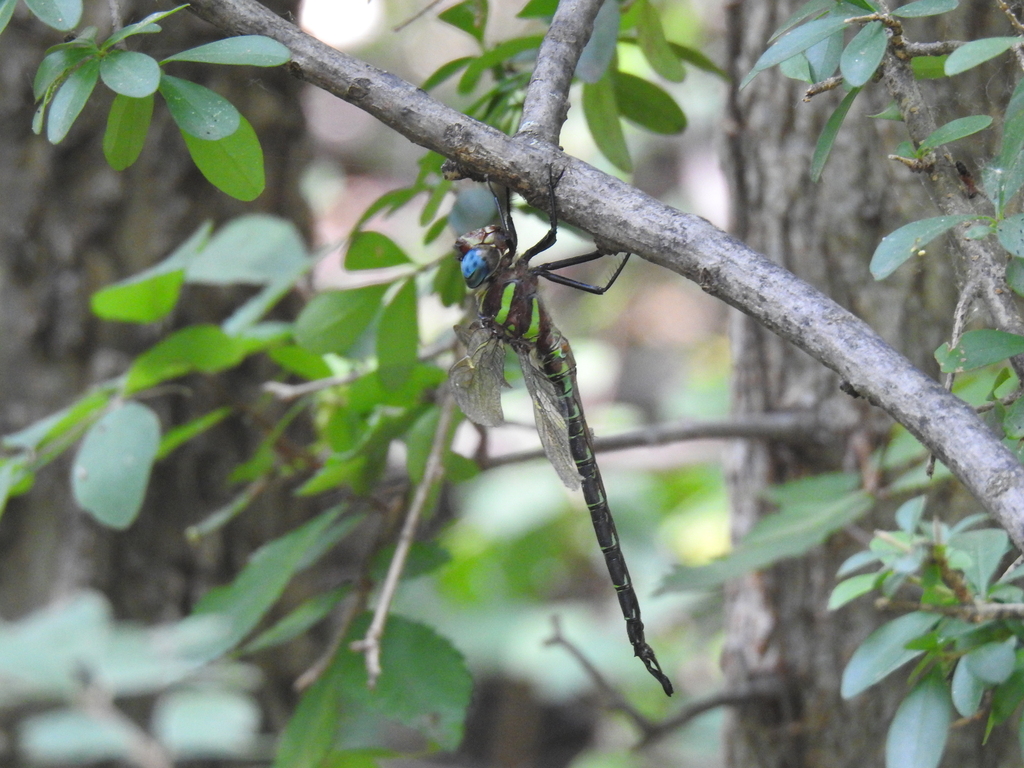 Swamp Darner from Lewisville, TX, USA on June 28, 2024 at 03:58 PM by ...