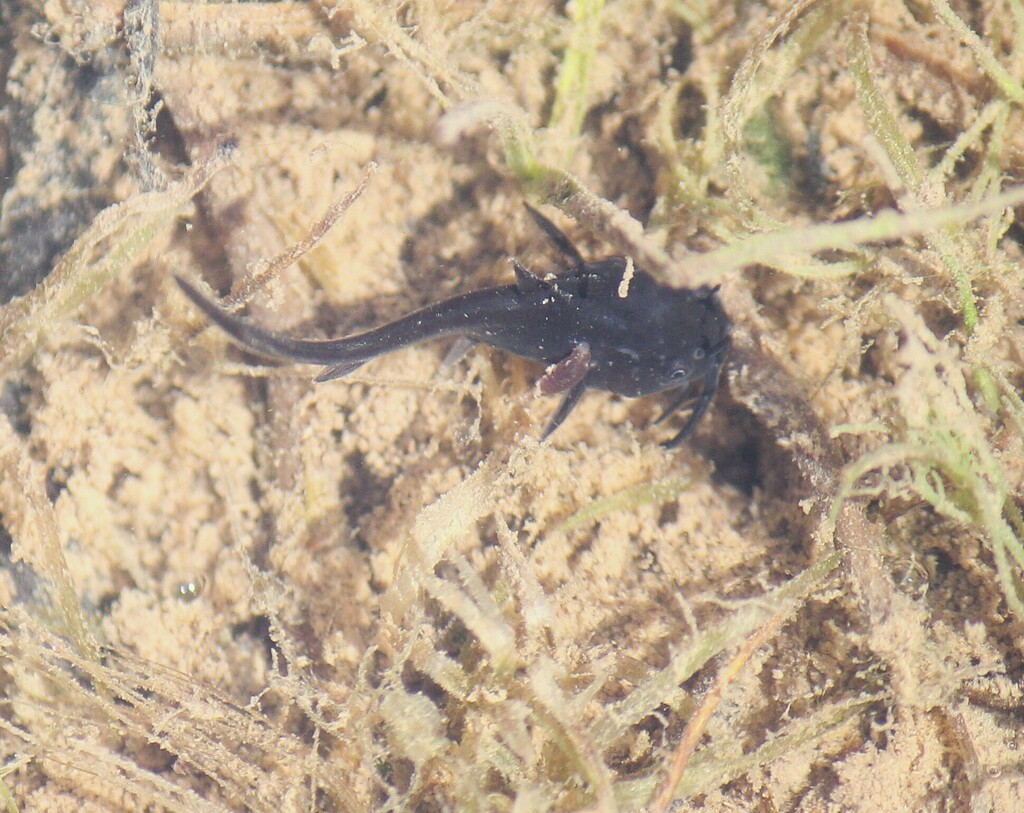 Bullheads from Chippewa County, MI, USA on June 27, 2024 at 04:56 PM by ...