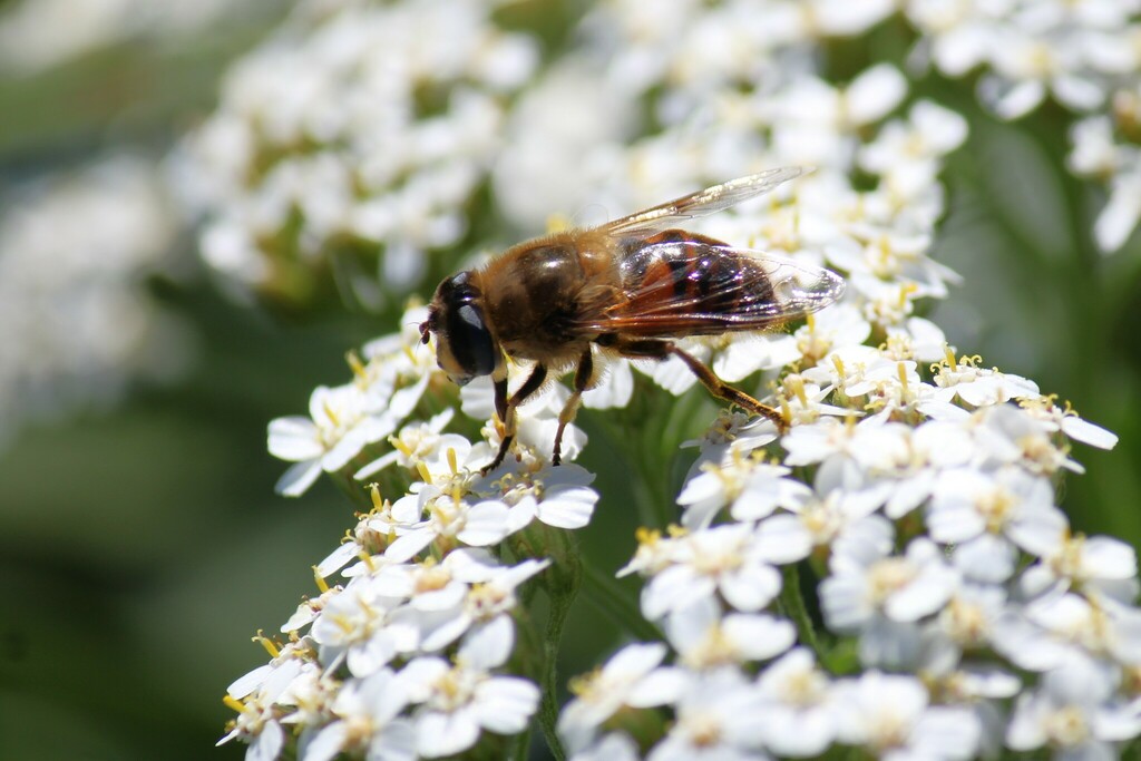 Common Drone Fly from Chippewa County, MI, USA on June 27, 2024 at 05: ...