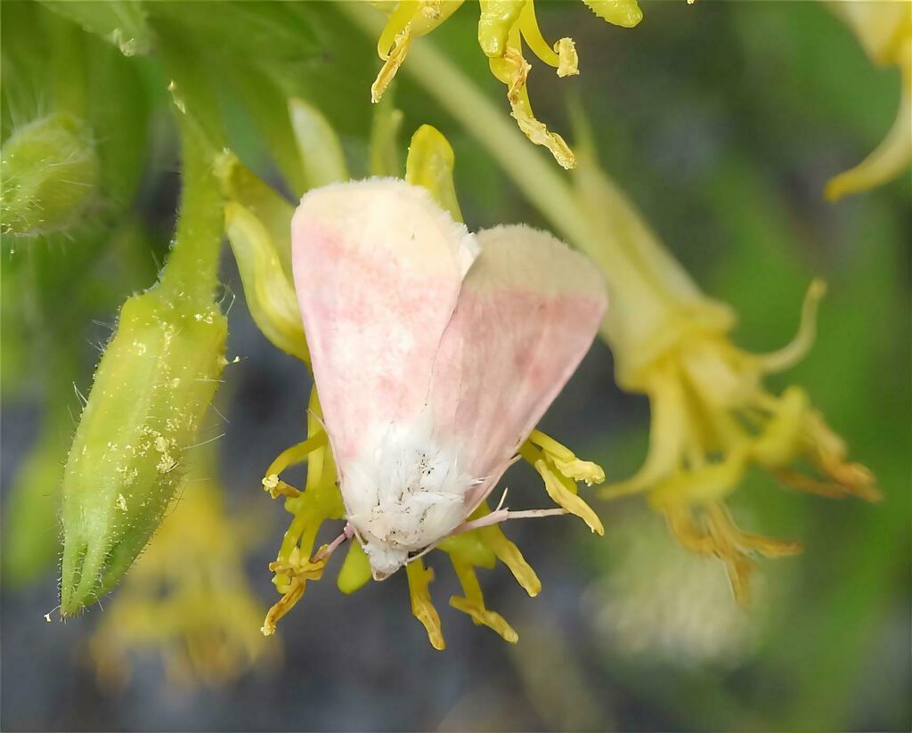 Primrose Moth from Harrietstown Marsh, Franklin County, NY, USA on June ...