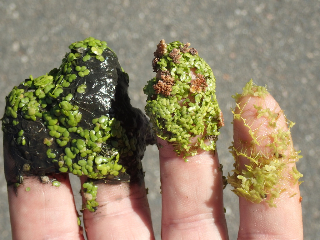 Least Duckweed from Spectrum, Irvine, CA, US on June 28, 2024 at 04:10 ...