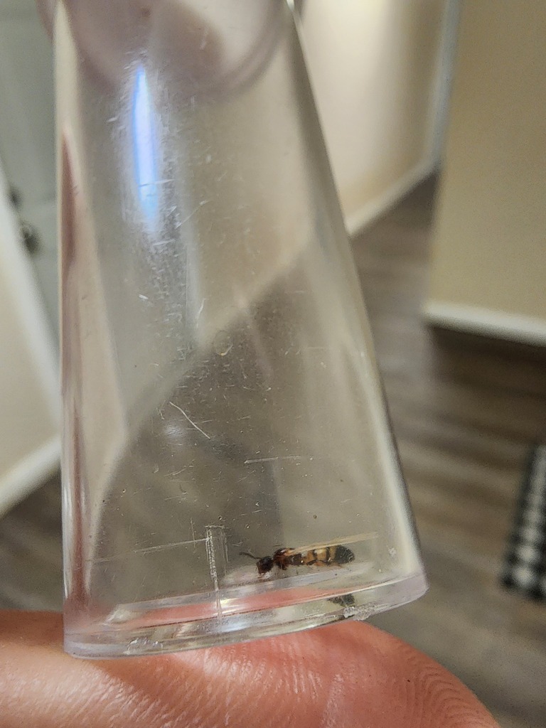 Common Gate-keeper Ant from Gallia County, OH, USA on June 27, 2024 at ...