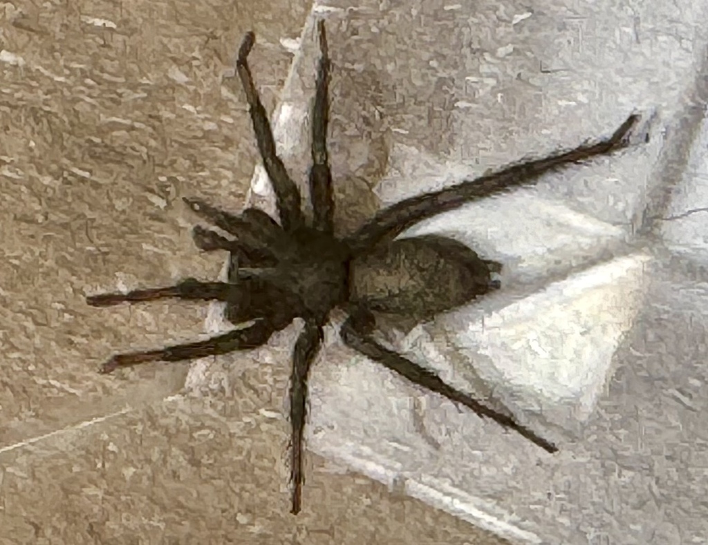 RTA Clade Spiders from Red Feather Lakes CO on June 21, 2024 at 12:41 ...