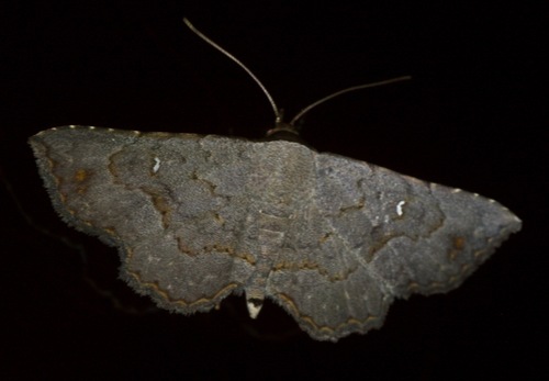 Renodes liturata · iNaturalist