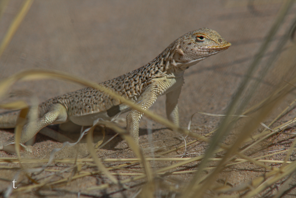 Mojave Fringe-toed Lizard in September 2016 by Tony Colbert · iNaturalist