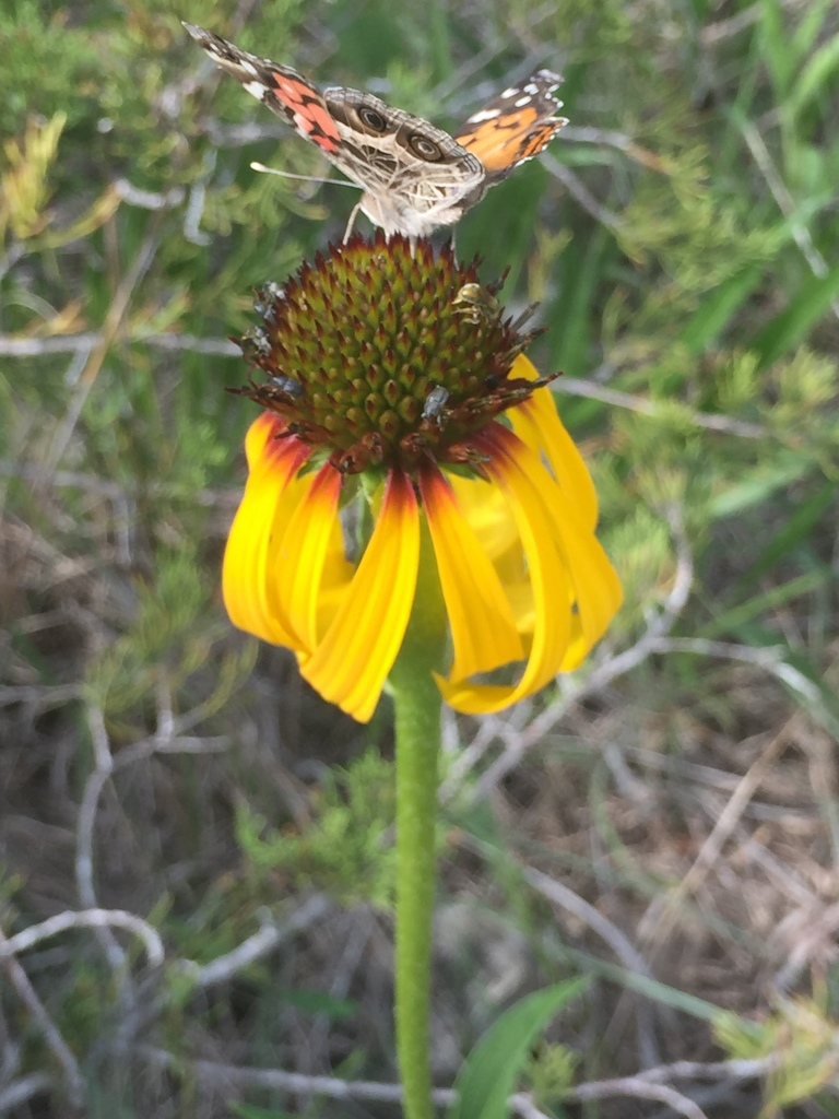 Echinacea paradoxa paradoxa from Mark Twain National Forest ...