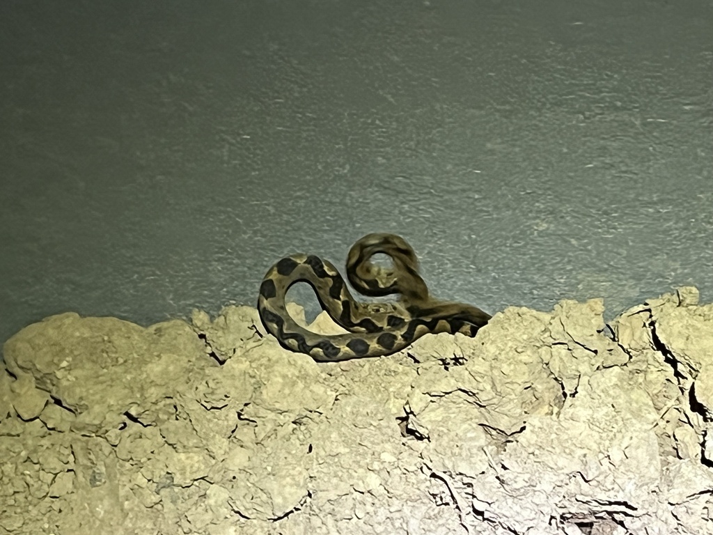 Ornate Cat-eyed Snake in June 2024 by Matthew. Lifer! · iNaturalist