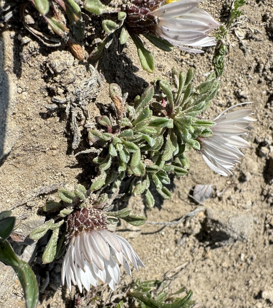 Rothrock's Townsend Daisy from Pike and San Isabel National Forests ...