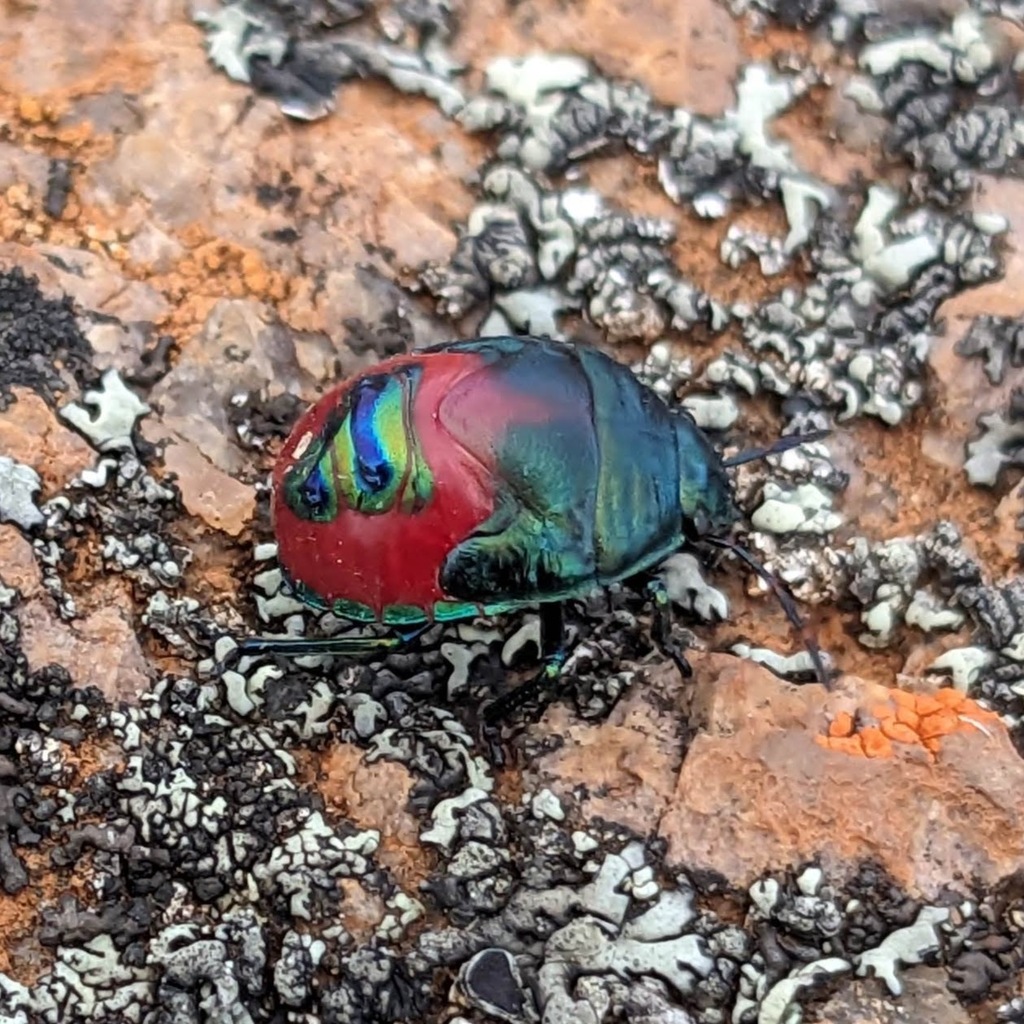 Red Jewel Bug from Minnipa SA 5654, Australia on November 18, 2023 at ...