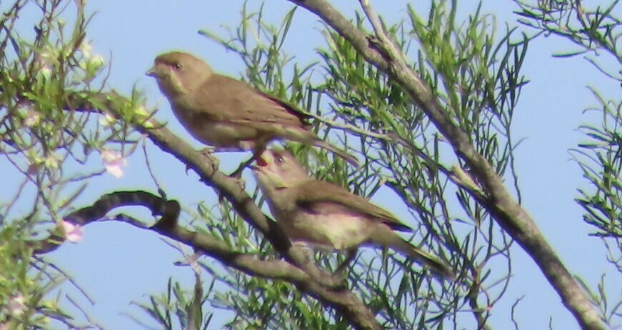 Southern Whiteface from Cunnamulla QLD 4490, Australia on September 20 ...