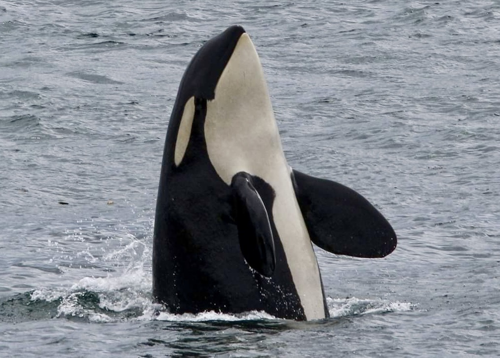 Orca in July 2019 by wiilover97 · iNaturalist