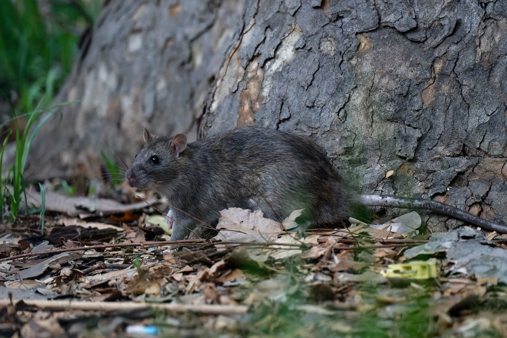 Brown Rat from Bosque de Chapultepec I Secc, Ciudad de México, CDMX ...