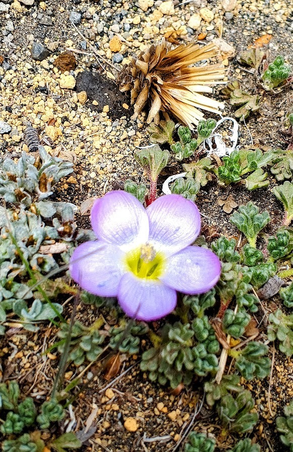 flowering plants from Guaranda, Ecuador on June 23, 2024 at 11:39 AM by ...