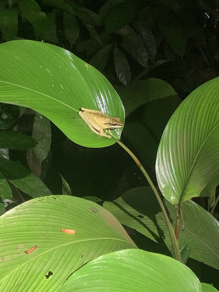 Basin Tree Frog from Parque Nacional Yasuní, Orellana, Orellana, EC on ...