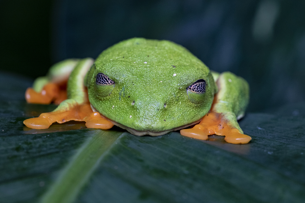 Black-eyed Tree Frog from Los Reyes, Ver., México on June 23, 2024 at ...