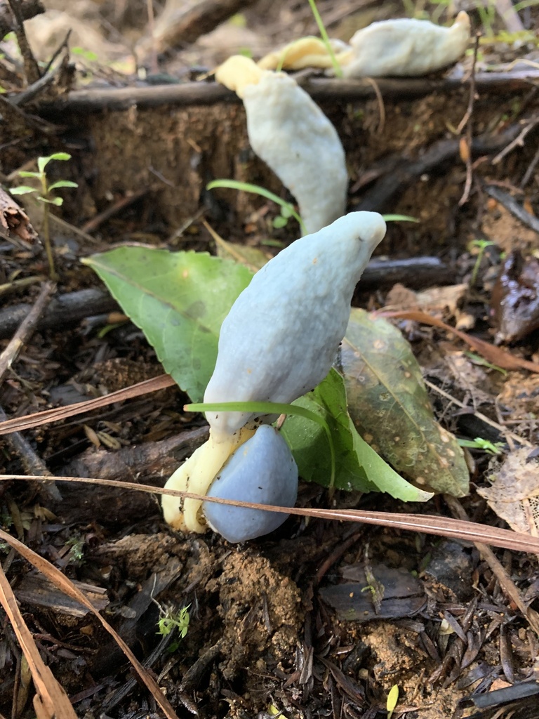 Blue Pouch Fungus from North Island / Te Ika-a-Māui, Orewa, Auckland ...